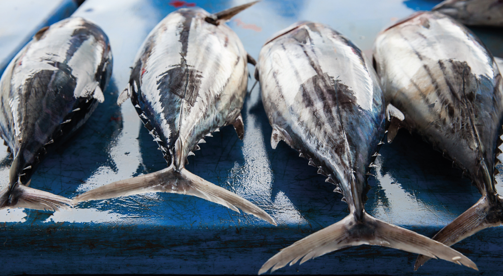 Homepage - Wiik & Co.